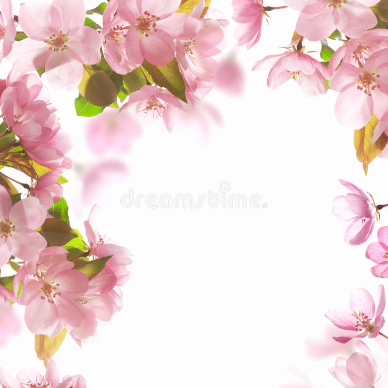 Pink Blossom tree road stock image. Image of pink, tree - 42891861