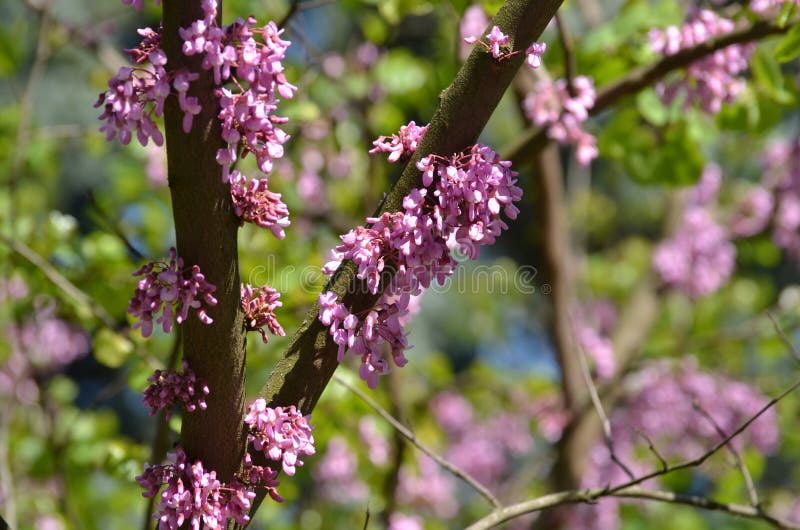 Blooming Trunk of Judas Tree Stock Image - Image of blooming, green ...