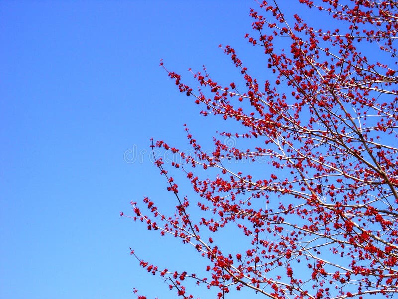 Pink Blossom Tree - Horizontal Picture. Image: 6063472