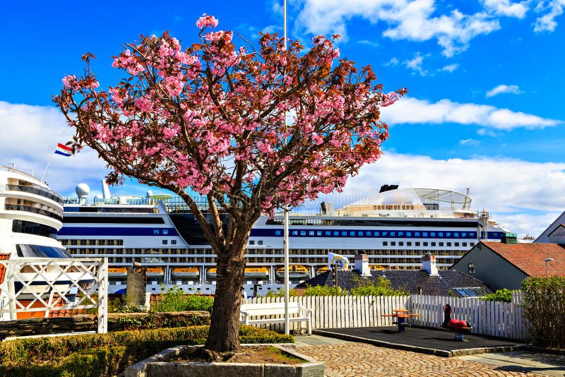 Pink Blossom Tree and Ships at the Port Stock Image - Image of ...