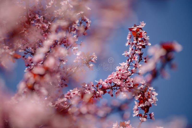 Pink Blossom Tree in the Spring Stock Photo - Image of selective, leaf ...