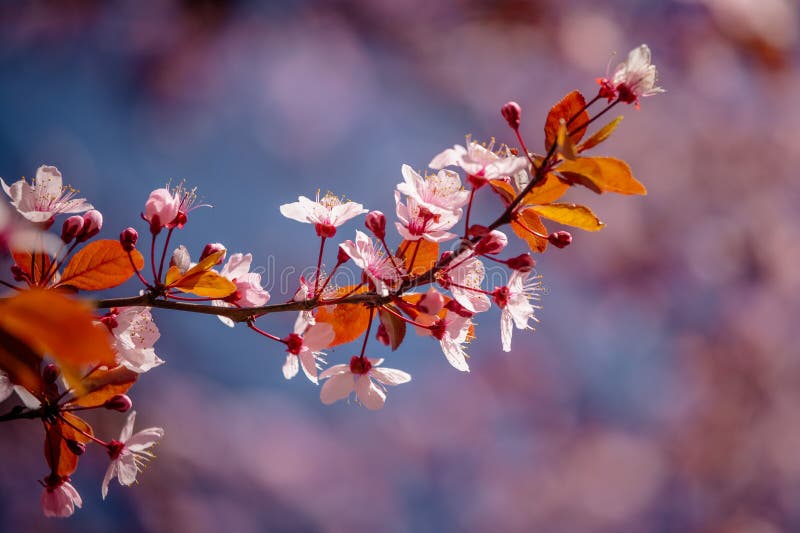 Pink Blossom Tree in the Spring Stock Photo - Image of tree, plant ...
