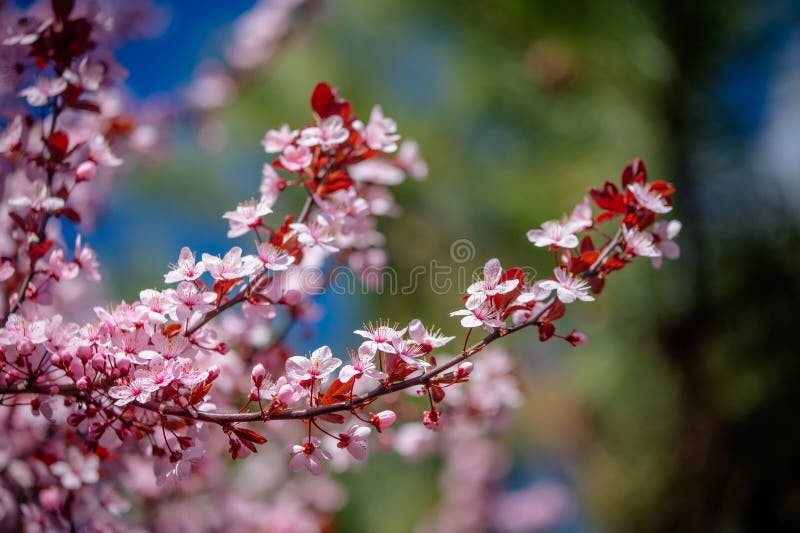 Pink Blossom Tree in the Spring Stock Image - Image of blossom ...