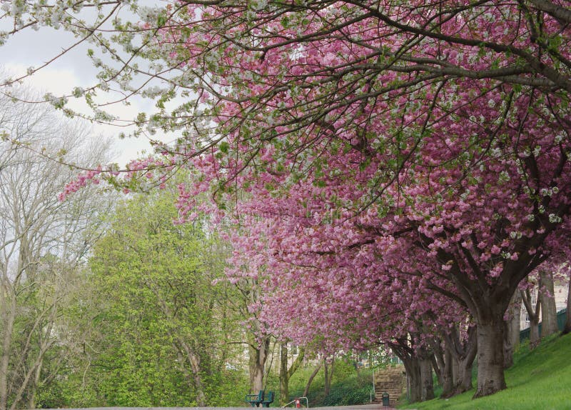 Pink Blossom Trees Line a Path Stock Image - Image of season, life ...