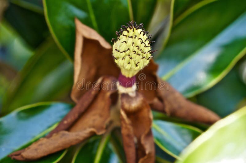 Wilted Magnolia Bloom stock image. Image of world, nature - 74995005