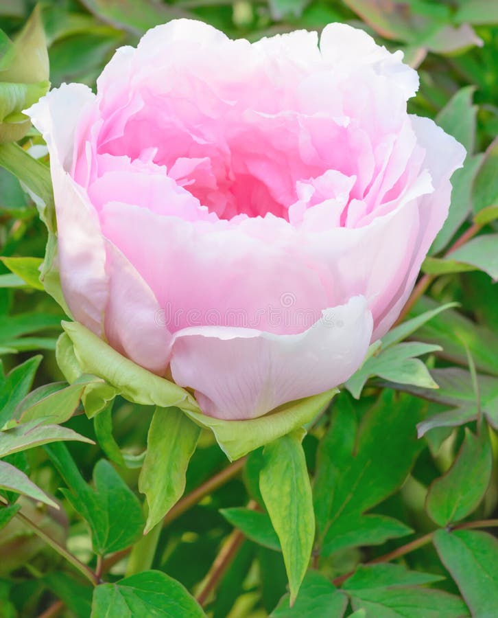 Pink Peony Bud Side View on Blurred Green Background Stock Image ...