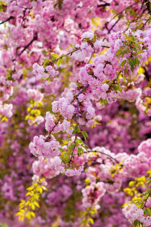 Sakura Tree Blooms in Front of Door Stock Image - Image of front ...