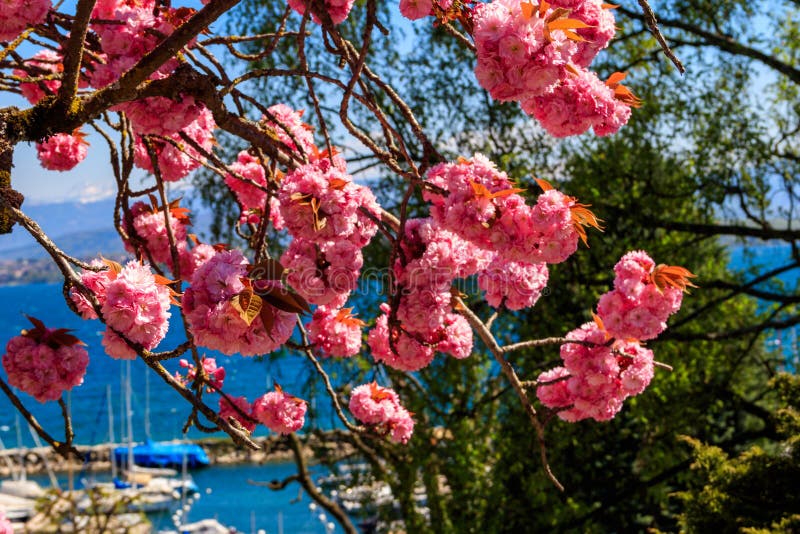 Pink Blossoming Sakura Tree in Garden at Spring Stock Photo - Image of ...