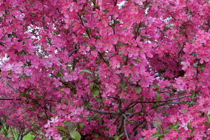Pink Blossoms on Ornamental Tree 825800 Stock Photo - Image of fruit ...