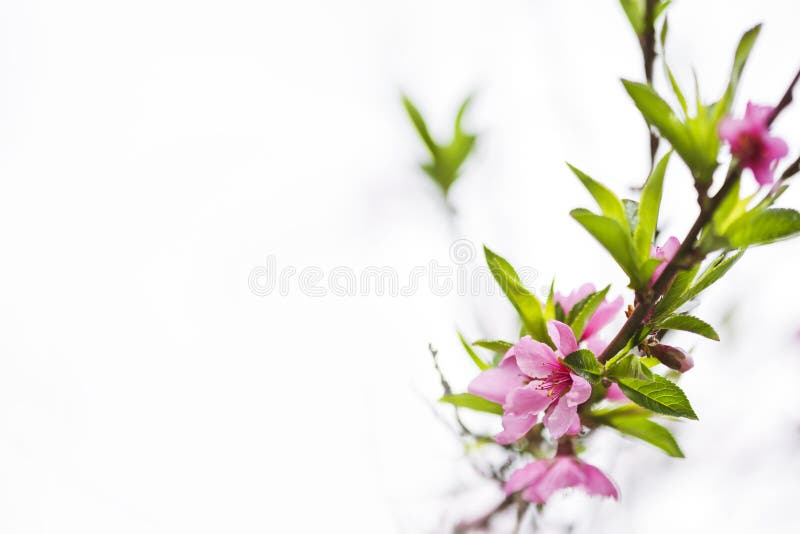 Spring come back! stock photo. Image of outdoor, floral - 12997214