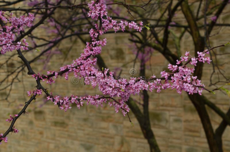Pink Blossoms on Tree Branch in Spring Stock Photo - Image of pink ...