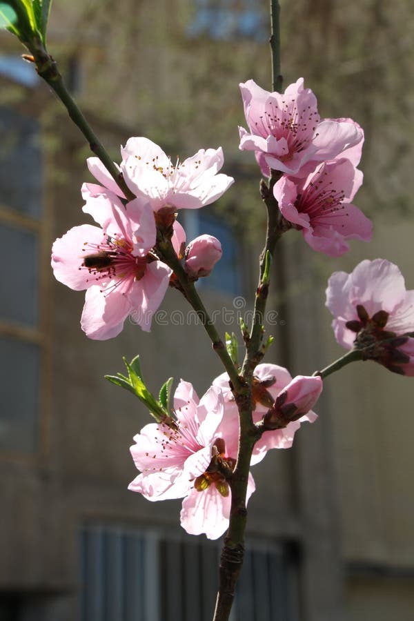 Pink Blossoms on Tree Branches in an Alley Stock Photo - Image of ...
