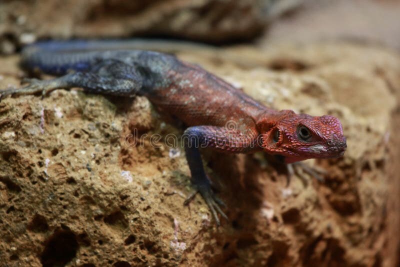 Pink an Blue Agame or Reptile from Africa Stock Image - Image of fauna ...