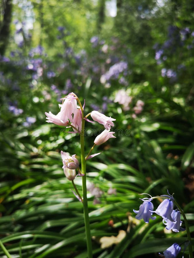 Pink blue bell stock photo. Image of herb, lilac, shrub - 202892130