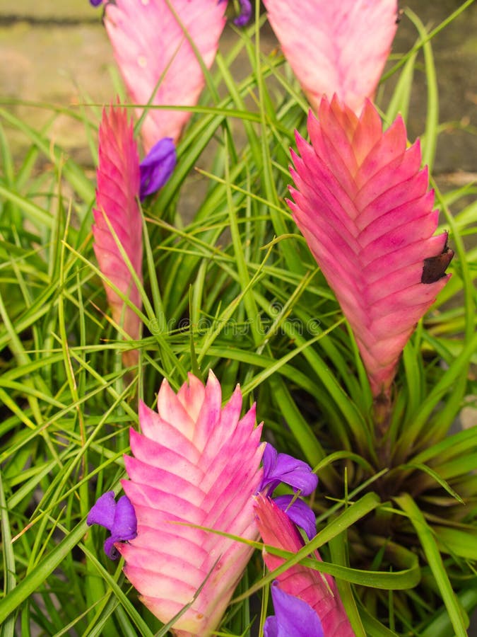 Pink of Bromeliad Flower stock image. Image of foliage - 90013649