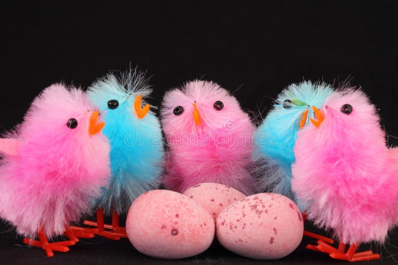 Pink and Blue Easter Chicks with Eggs Stock Image - Image of feet, blue ...