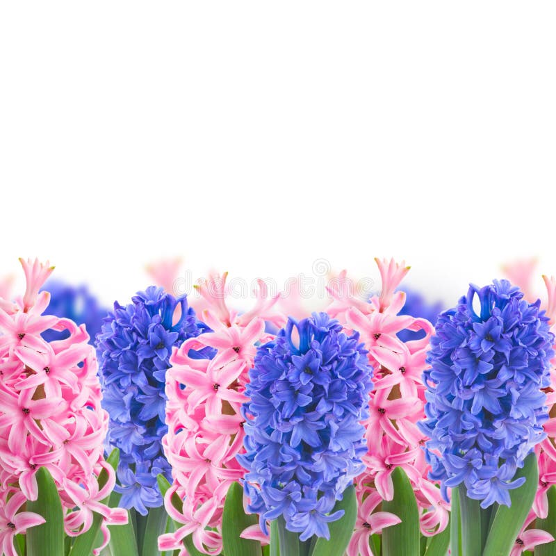 Pink and Blue Hyacinth Flowers Stock Image - Image of element, design ...