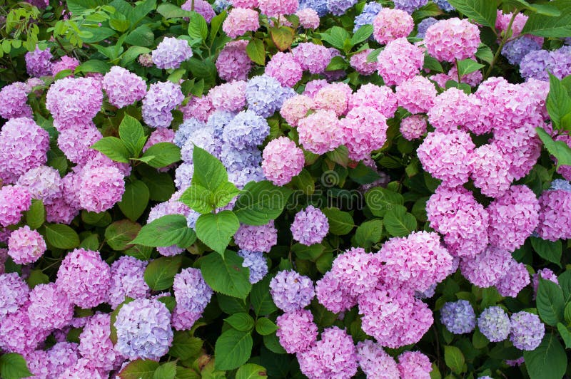 Pink and blue hydrangea stock photo. Image of floret - 73503434
