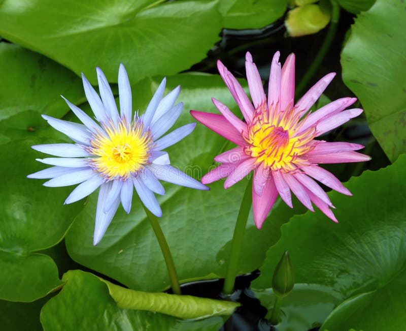 Pink and Blue Lotus Blooming Stock Photo - Image of gardening, floral ...