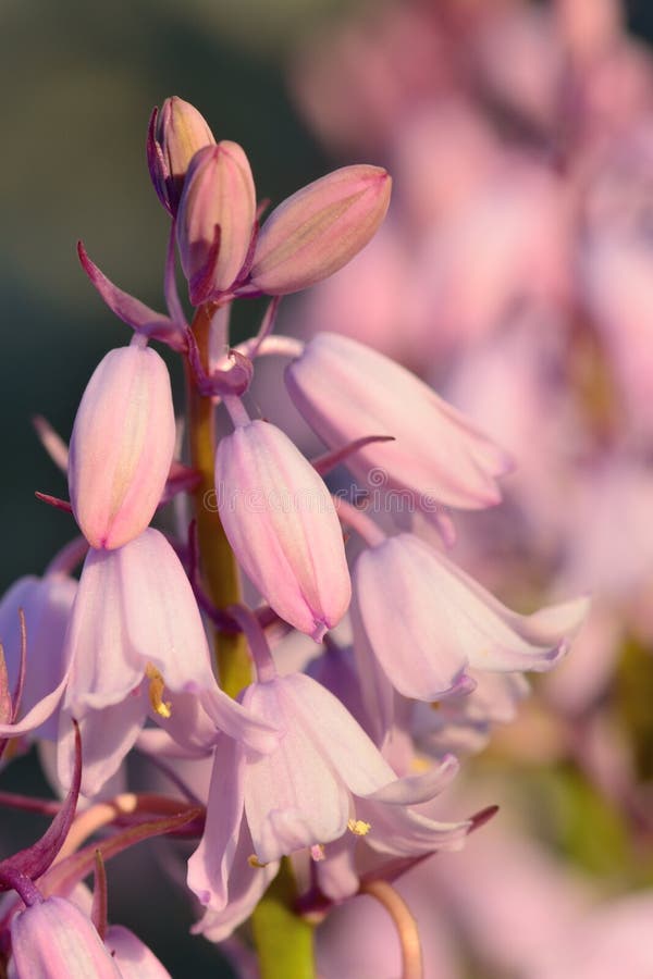 Pink bluebells stock photo. Image of growth, nature, natural - 91214222