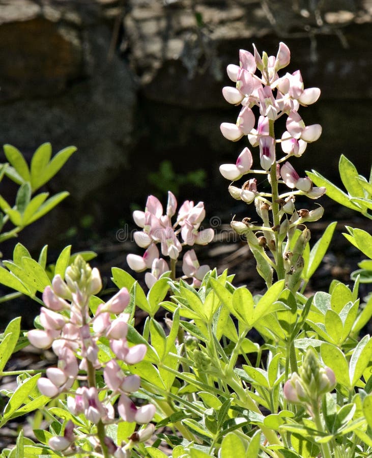 Texas Bluebonnets stock image. Image of landscape, bluebonnets - 107090901