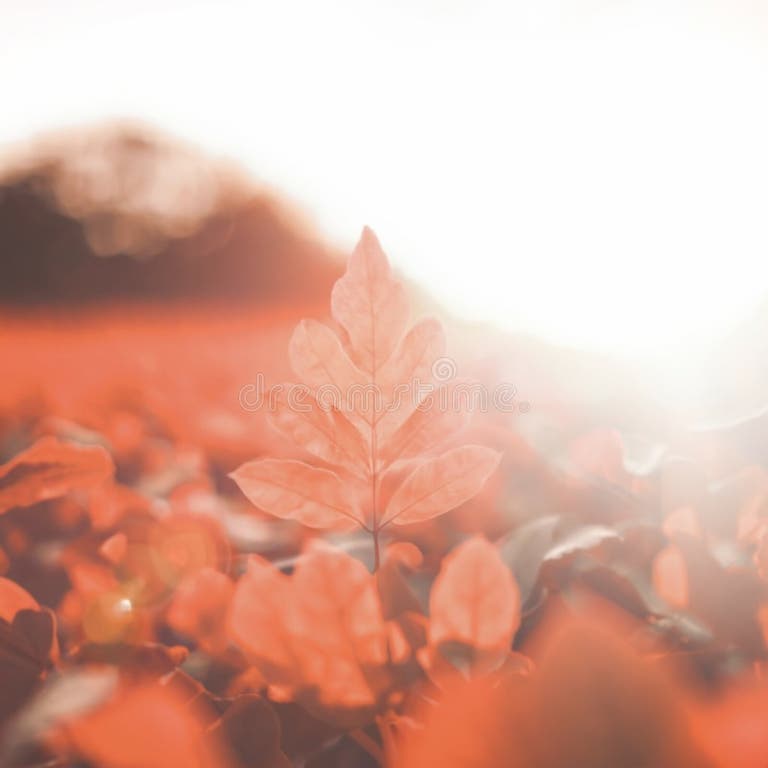 Pink Blur Bokeh Leaf Empty Clean Space Background Stock Illustration ...