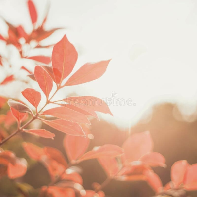 Pink Blur Bokeh Leaf Empty Clean Space Background Stock Illustration ...