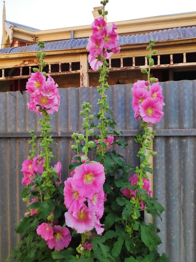 Pink Blush Hollyhock Flowers 1 Stock Image - Image of heirloom, blush ...