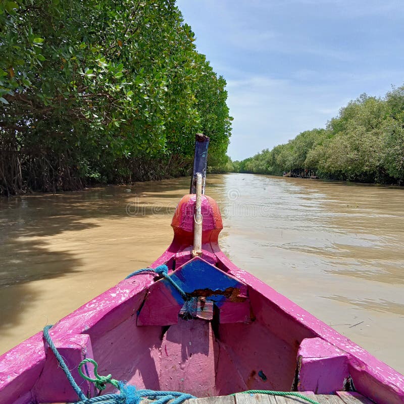 Pink Boat Down the River in the Middle of the Mangrove Forest Stock ...
