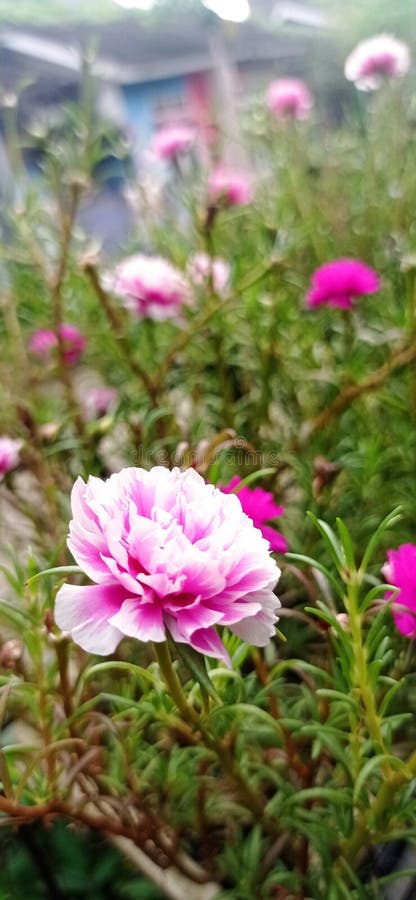 Pink Bombay Roses stock photo. Image of bombay, field - 271079422