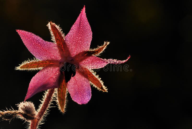 Pink Borage Flower in Bloom Stock Image - Image of decorative, plant ...