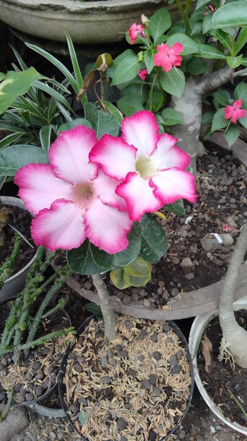 A Pink Bordered White Adenium Flowers Inside the Pack Stock Image ...