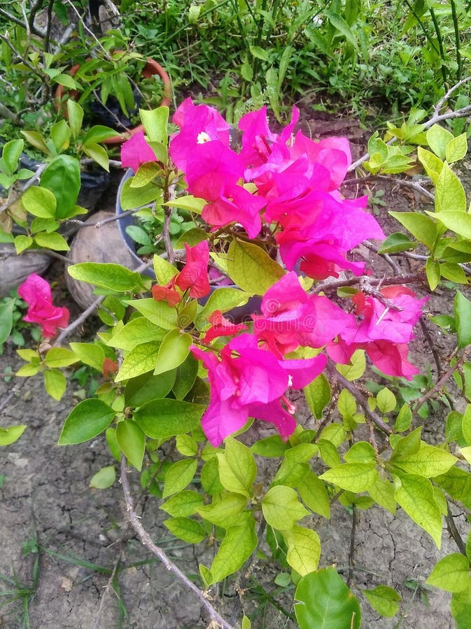 Pink Bougainvilla stock photo. Image of bougainvilla - 280580160