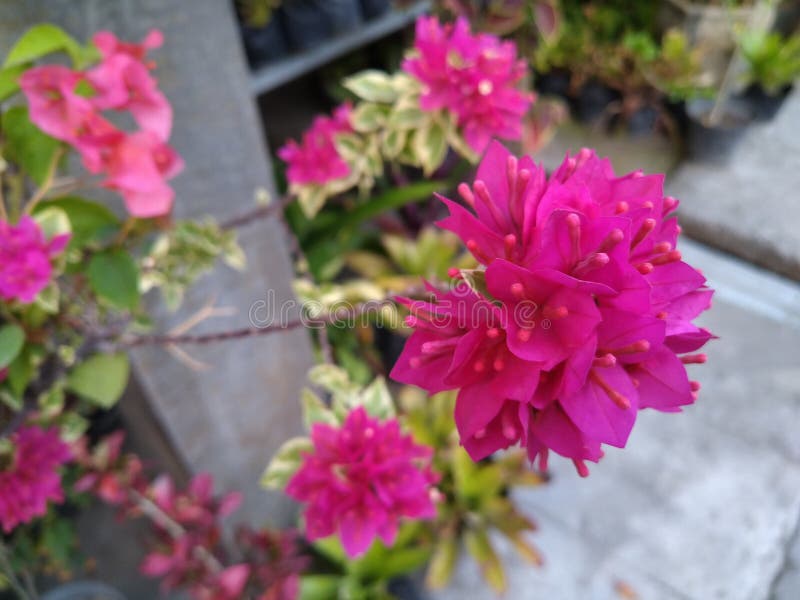 Pink Bougainvillea stock image. Image of botanical, france - 321730625