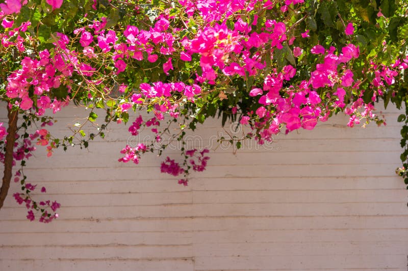 Pink Bougainvillea on a White Wall, Mediterranean Spring and Summer ...