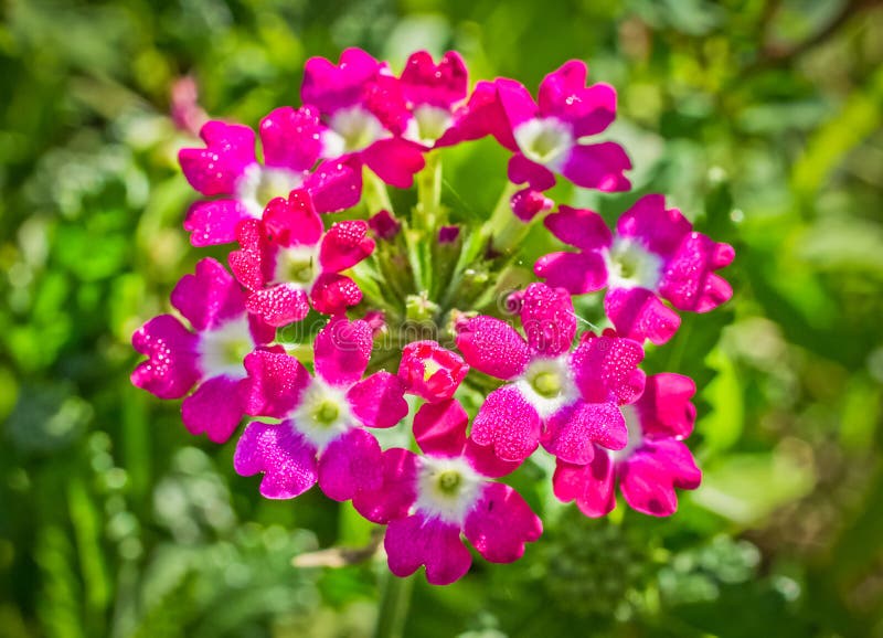Pink bouquet stock photo. Image of leaflets, uncommonly - 62878548