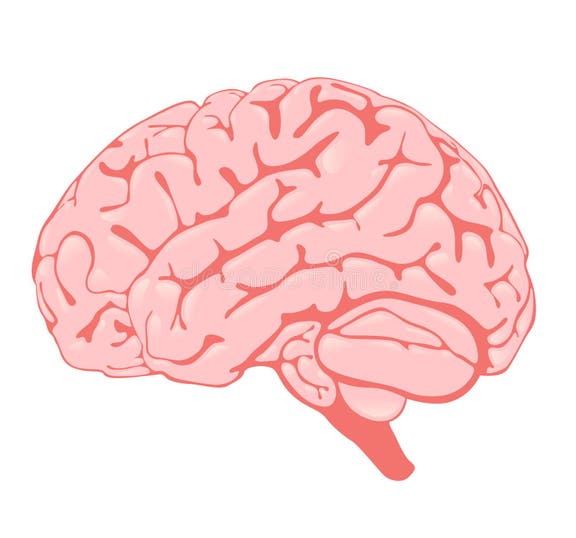 Pink brain the side view stock illustration. Illustration of drawing ...