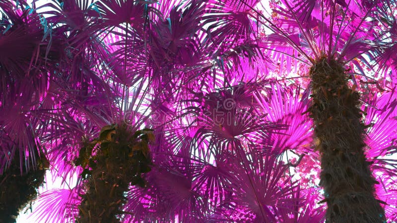 The Pink Branches of Tall Palms in the Wind. Art and Abstraction Bright ...