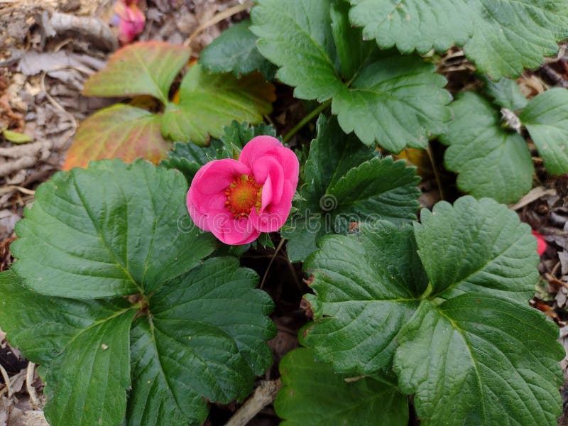 Pink Bright Flowering Strawberry Plant Stock Image - Image of pink ...