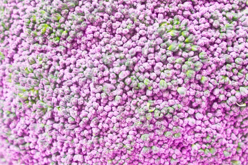 Pink Broccoli Background, Broccoli Incorrect Color Stock Photo - Image ...