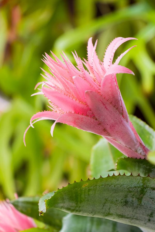 Pink Bromeliad Flower,Aechmea Fasciata, Bromeliaceae. Stock Image ...
