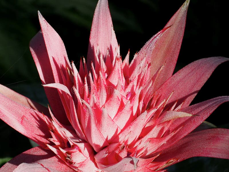Pink Bromeliad stock photo. Image of blossom, spiky, petals - 46821574