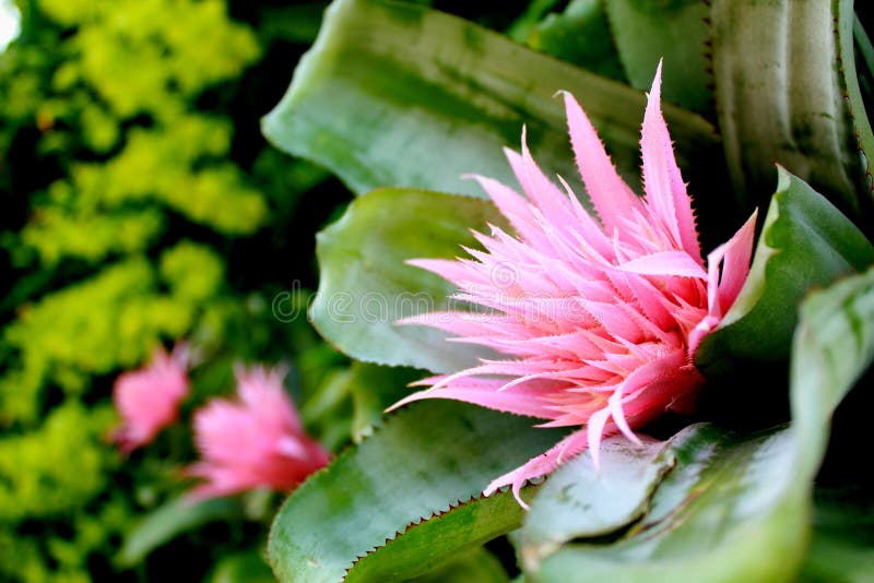 Pink Bromeliad Flower,Aechmea Fasciata, Bromeliaceae. Stock Image ...