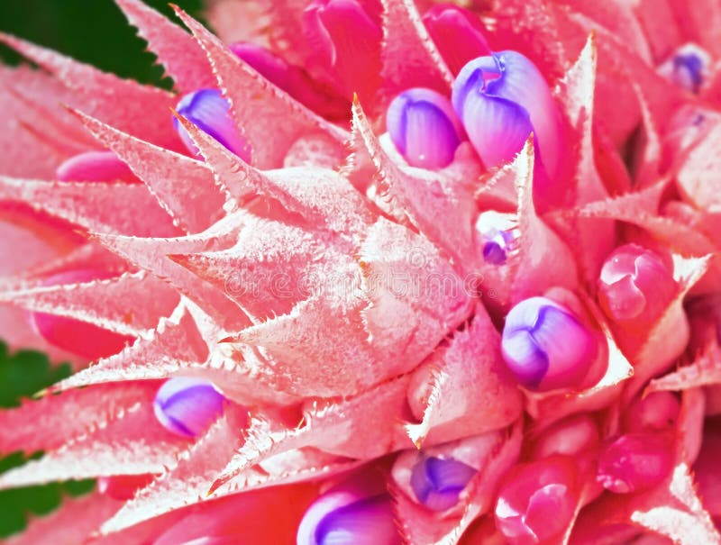 Pink Bromeliad Flower,Aechmea Fasciata, Bromeliaceae. Stock Image ...