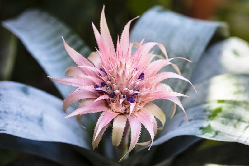 Pink Bromeliad Flower stock photo. Image of macro, bromeliad - 155228662