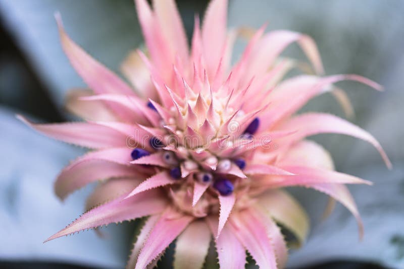 Pink Bromeliad Flower,Aechmea Fasciata, Bromeliaceae. Stock Image ...
