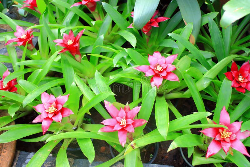 Pink Bromeliad Flower,Aechmea Fasciata, Bromeliaceae. Stock Image ...