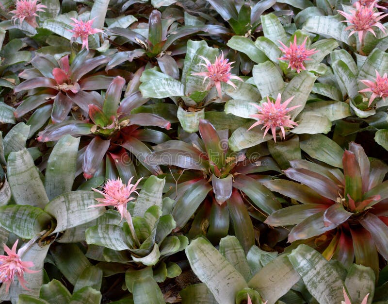 Pink Bromeliad Flowers in Garden Stock Photo - Image of blossom ...