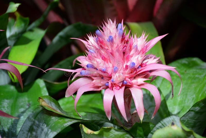 Pink Bromeliad in the Garden. Stock Photo - Image of aechmea, spring ...