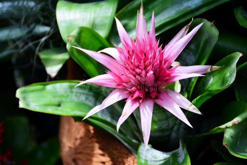 Pink Bromeliad in the Garden. Stock Photo - Image of blossom, tropical ...